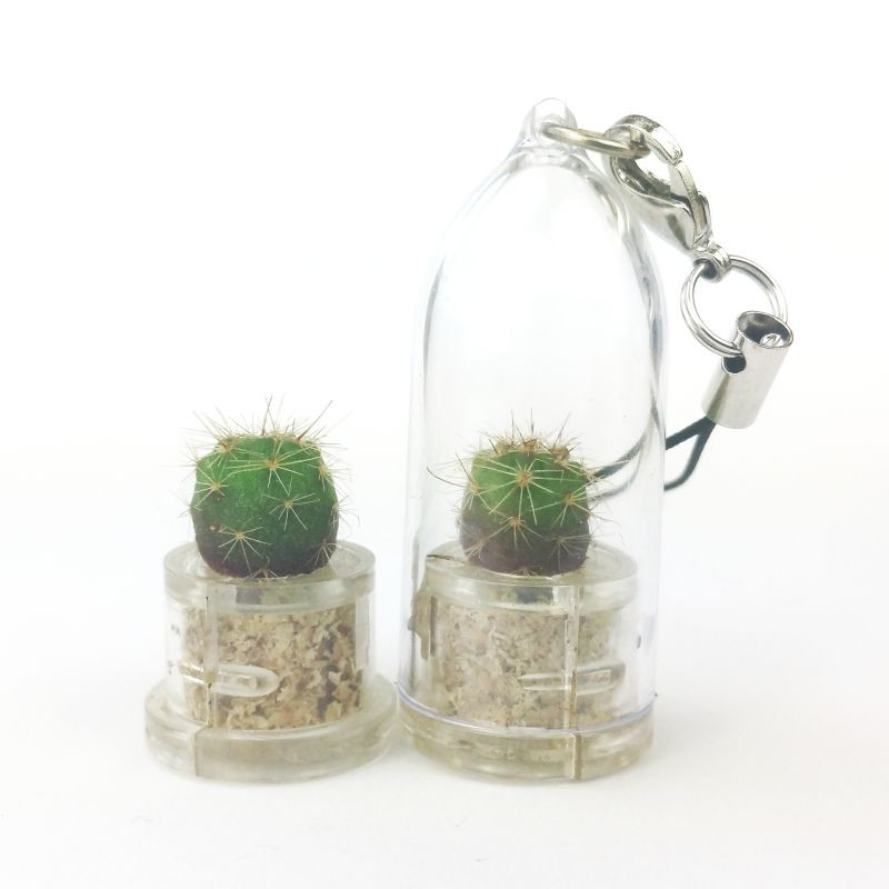 Babyplante Green Cactus (Notocactus Parodia Ottonis) - mini cactus