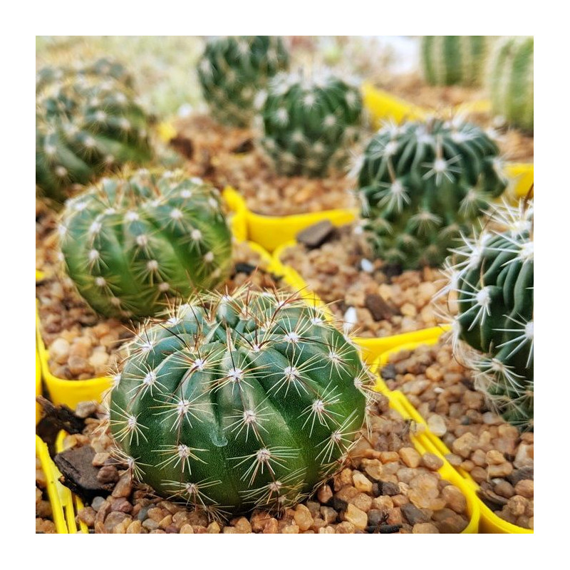 Babyplante Green Cactus (Notocactus Parodia Ottonis) - mini cactus