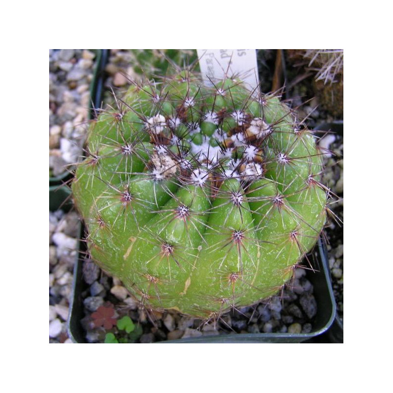Babyplante Green Cactus (Notocactus Parodia Ottonis) - mini cactus