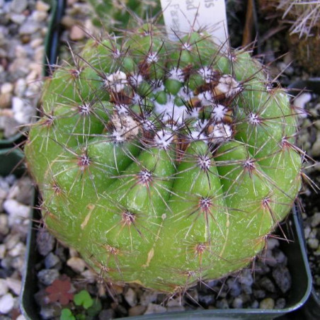 Babyplante Green Cactus (Notocactus Parodia Ottonis) - mini cactus