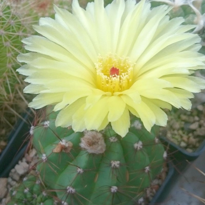 Babyplante Green Cactus (Notocactus Parodia Ottonis) - mini cactus