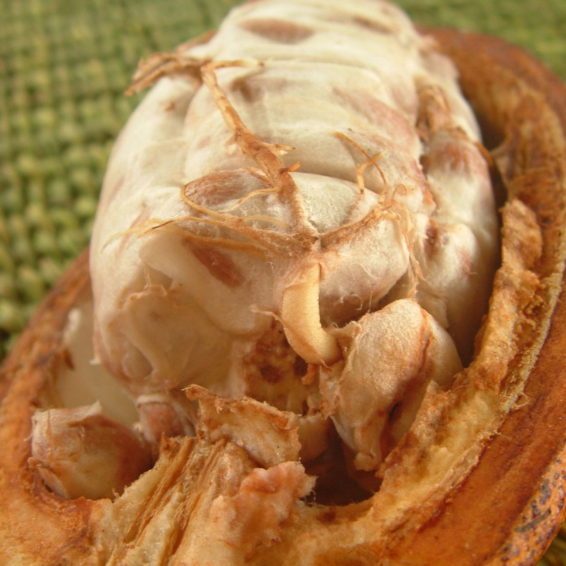 1 Cabosse de Cacao fraîche - cacaoyer, arbre à chocolat (Theobroma cacao)