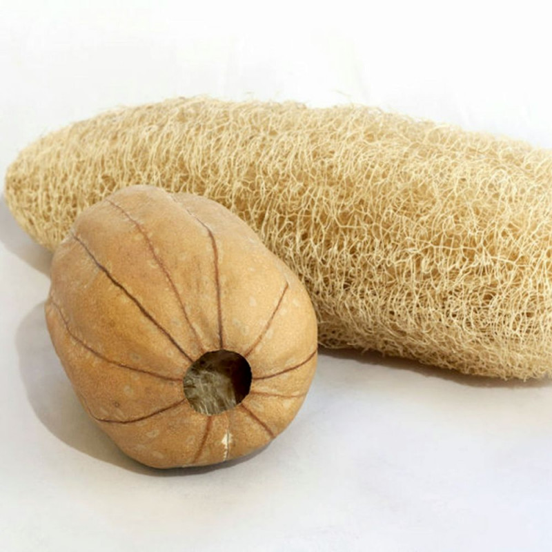 10 graines Éponge végétale (Luffa Cylindrica ou Luffa Aegyptiaca)