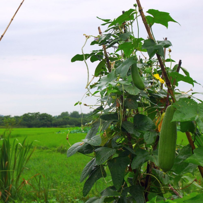 10 graines Éponge végétale (Luffa Cylindrica ou Luffa Aegyptiaca)
