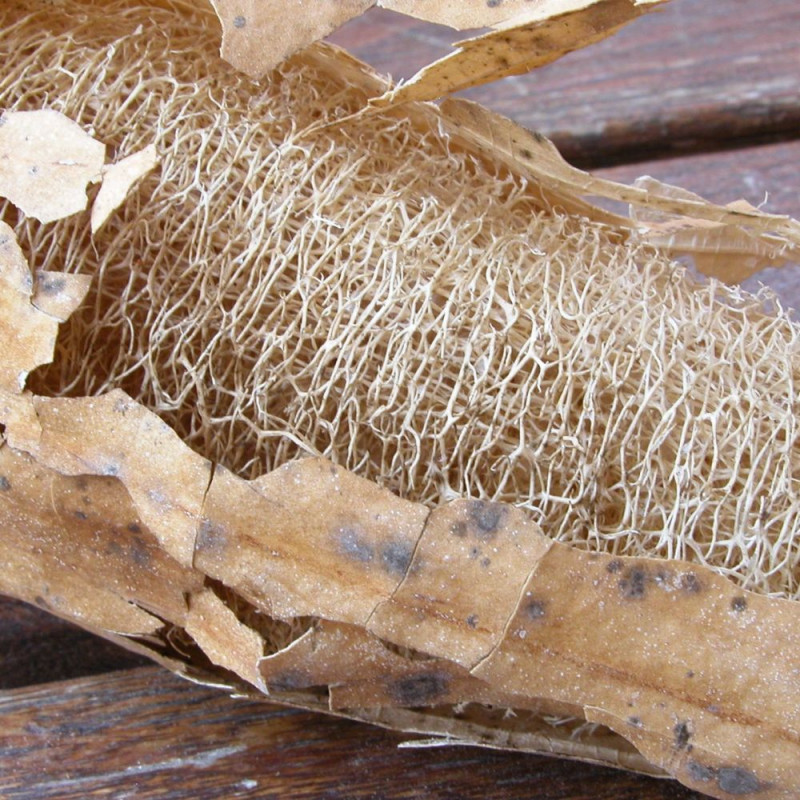 10 graines Éponge végétale (Luffa Cylindrica ou Luffa Aegyptiaca)
