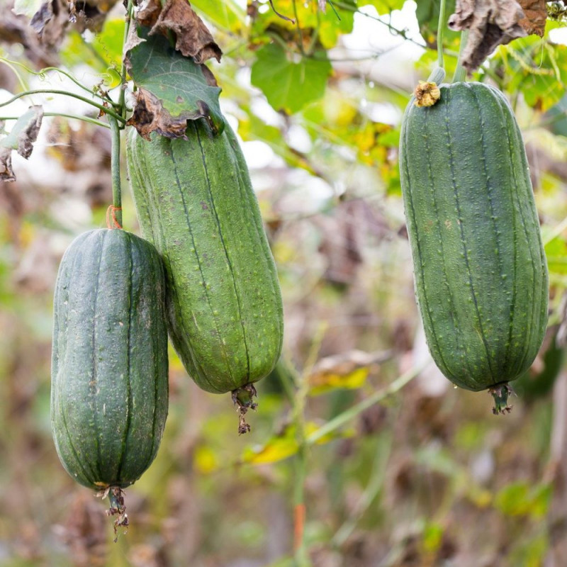 10 graines Éponge végétale (Luffa Cylindrica ou Luffa Aegyptiaca)