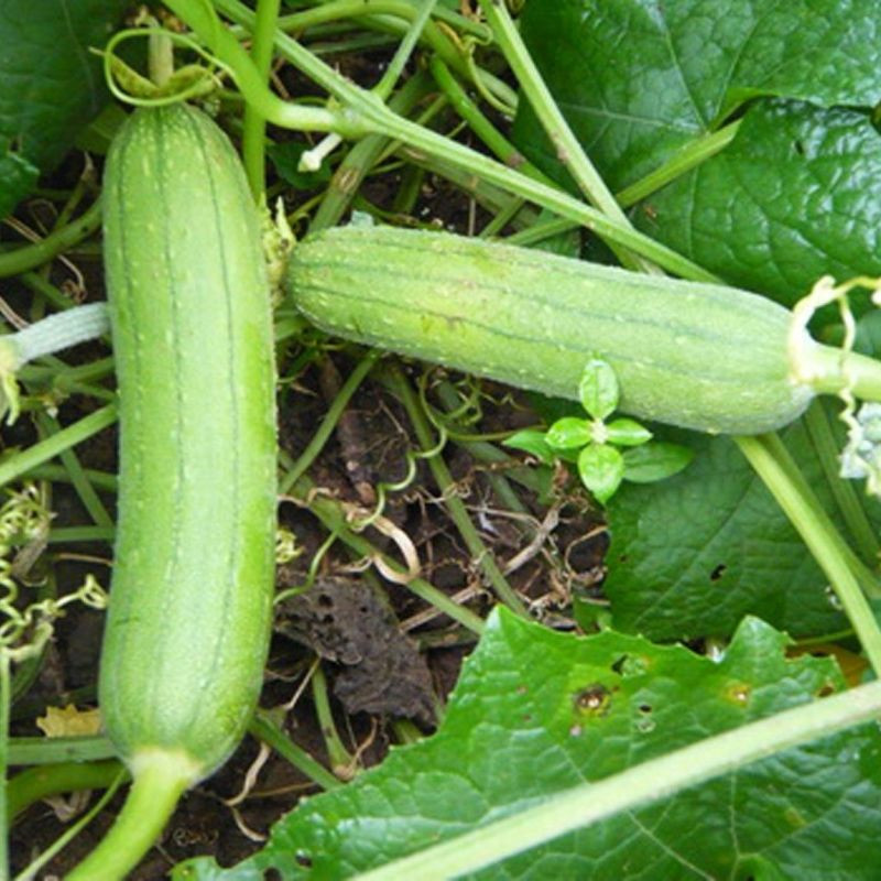10 graines Éponge végétale (Luffa Cylindrica ou Luffa Aegyptiaca)