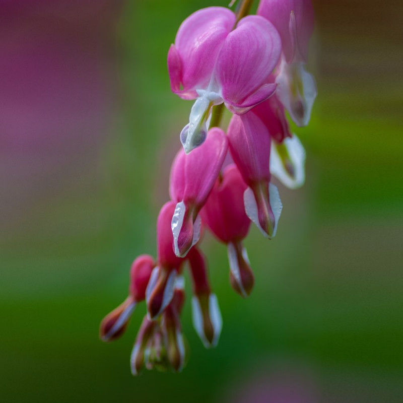 5 graines Dicentra spectabilis (Lamprocapnos spectabilis)
