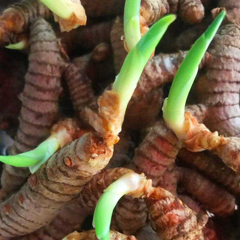 1 rhizome de Curcuma longa (Fresh Turmeric)