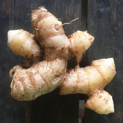 1 rhizome de Curcuma amada (Gingembre Mangue)
