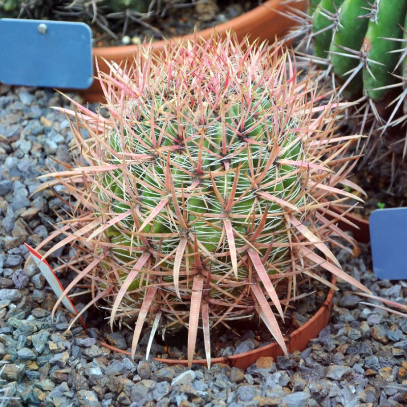 10 graines Ferocactus gracilis (baril de feu, fire barrel)