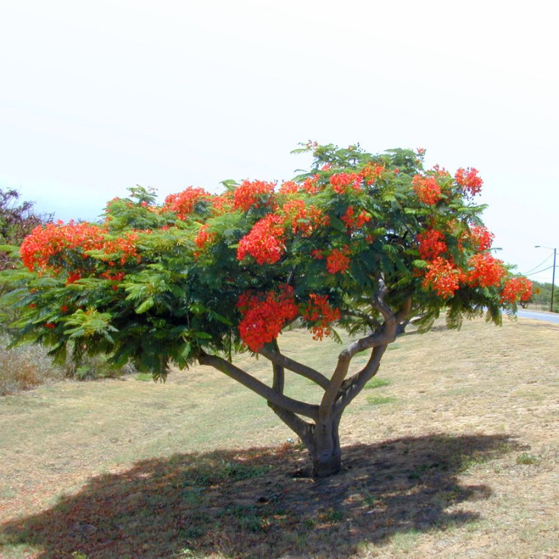 10 graines de Flamboyant (Delonix regia, syn. Poinciana regia)