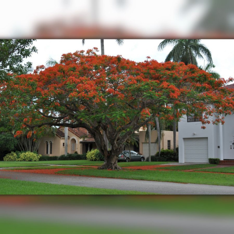 10 graines de Flamboyant (Delonix regia, syn. Poinciana regia)