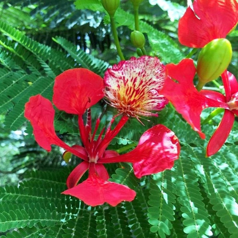 10 graines de Flamboyant (Delonix regia, syn. Poinciana regia)