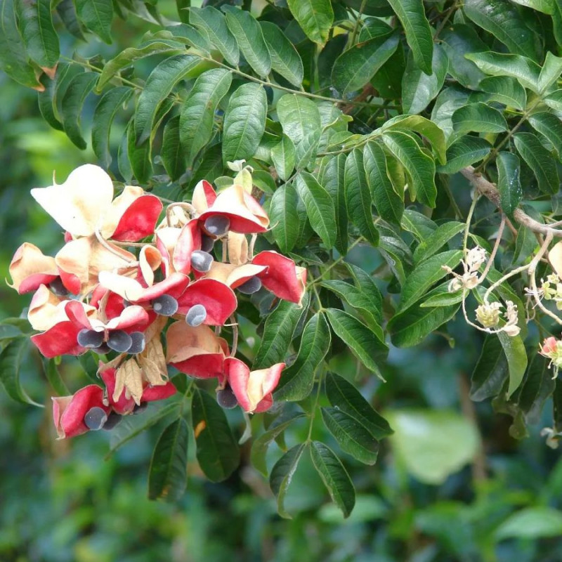 10 graines Majidea zanguebarica (Perles de Zanzibar, Black pearl tree)