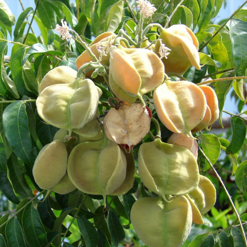 10 graines Majidea zanguebarica (Perles de Zanzibar, Black pearl tree)