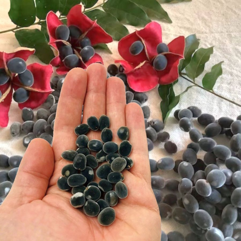 10 graines Majidea zanguebarica (Perles de Zanzibar, Black pearl tree)