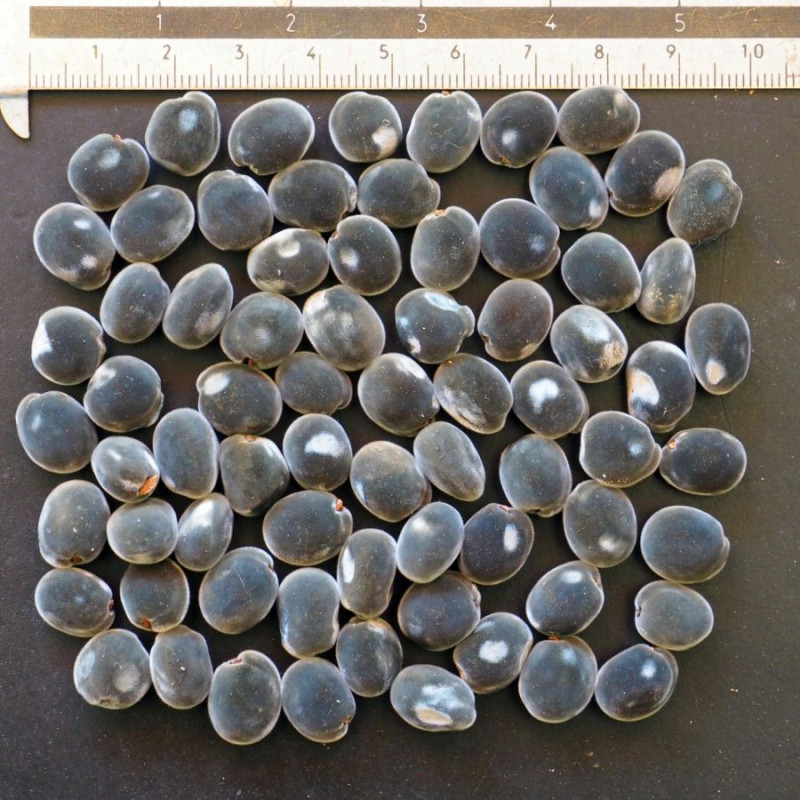 10 graines Majidea zanguebarica (Perles de Zanzibar, Black pearl tree)