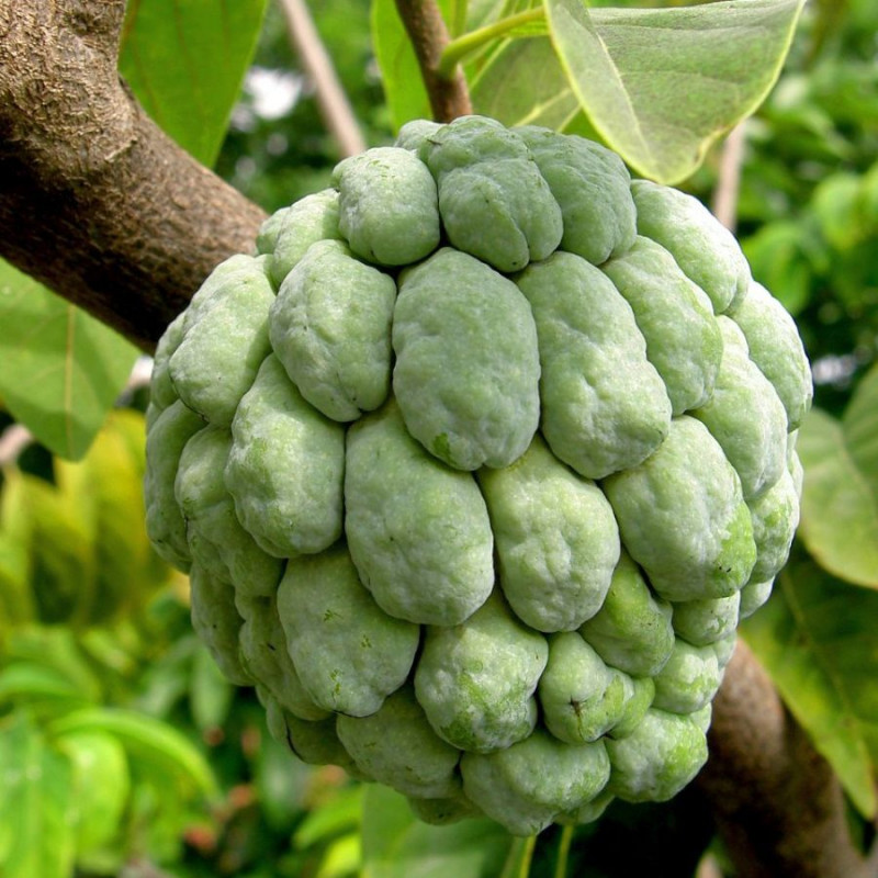 5 graines Annona squamosa (Pomme cannelle, Attier, Sugar apple)