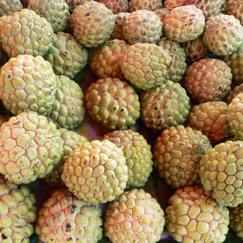 5 graines Annona squamosa (Pomme cannelle, Attier, Sugar apple)