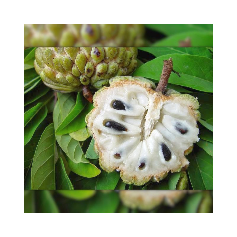 5 graines Annona squamosa (Pomme cannelle, Attier, Sugar apple)