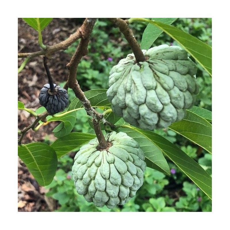 5 graines Annona squamosa (Pomme cannelle, Attier, Sugar apple)