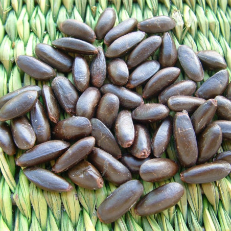 5 graines Annona squamosa (Pomme cannelle, Attier, Sugar apple)