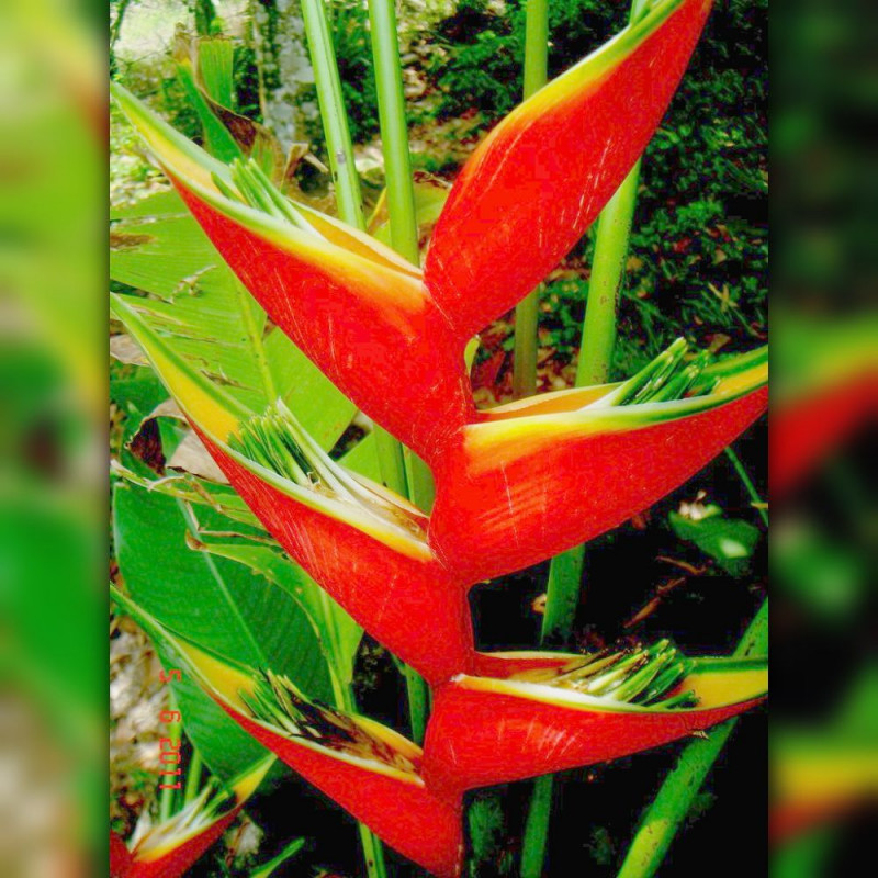 1 plant racines nues de Balisier Bihai (Heliconia bihai ‘Lobster Claw’)