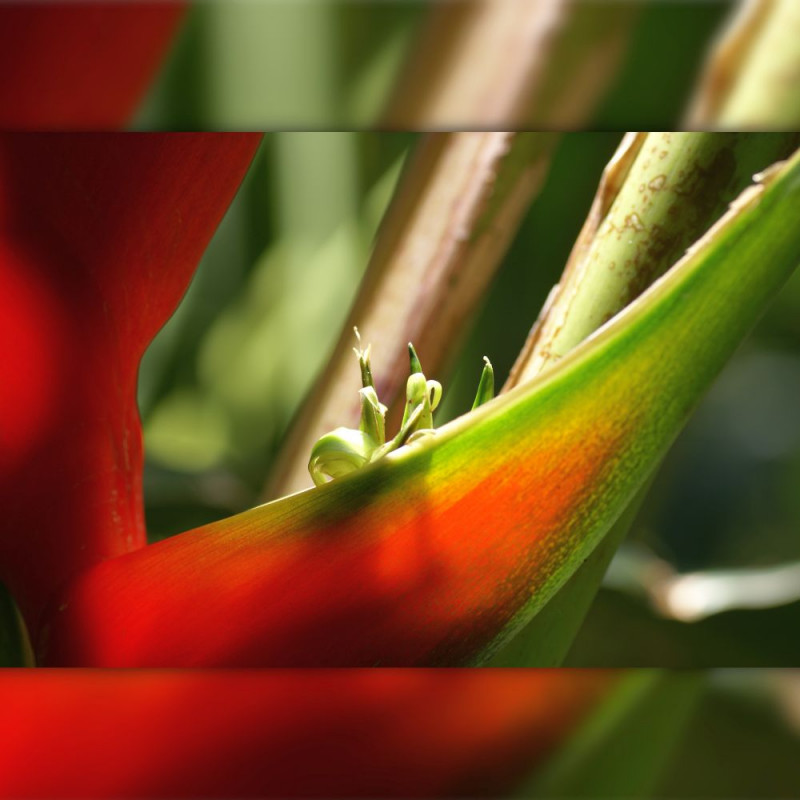 1 plant racines nues de Balisier Bihai (Heliconia bihai ‘Lobster Claw’)