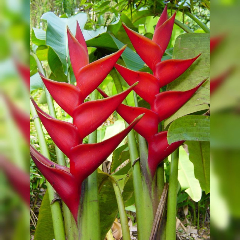 1 plant racines nues de Heliconia caribaea (Balisier Géant Rouge des ...
