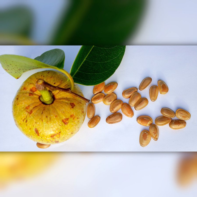 5 graines de Annona glabra (Annone des marais, Cayure, Cachiman cochon)