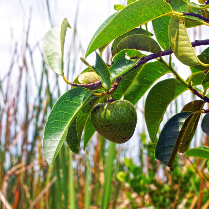 5 graines de Annona glabra (Annone des marais, Cayure, Cachiman cochon)