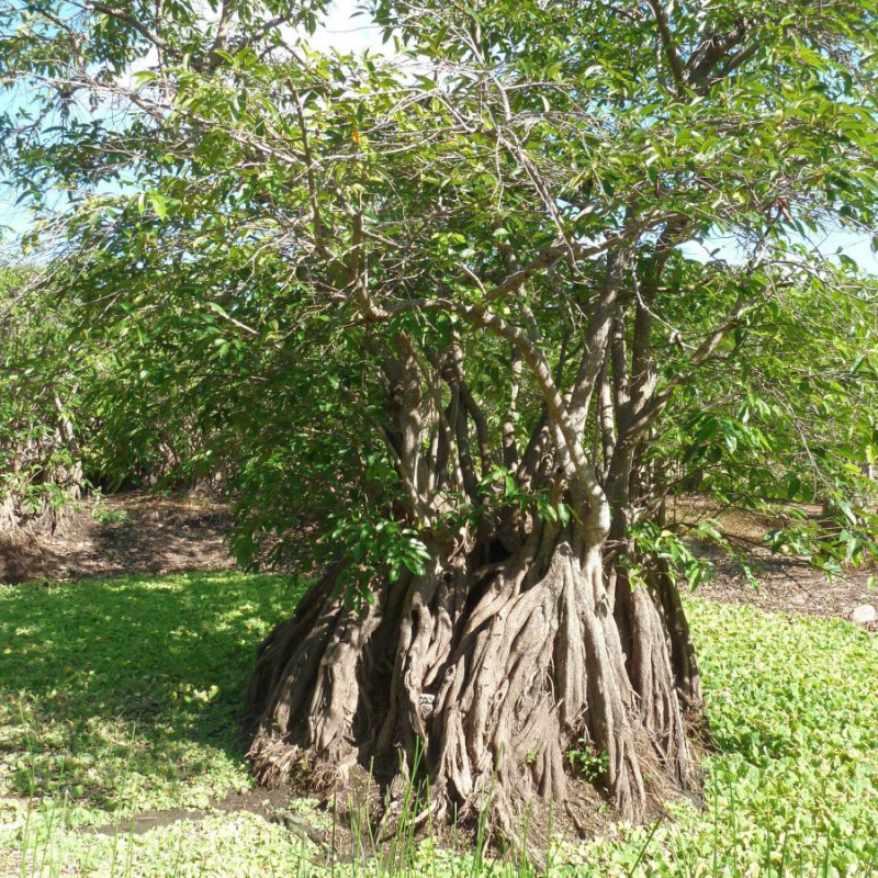 5 graines de Annona glabra (Annone des marais, Cayure, Cachiman cochon)