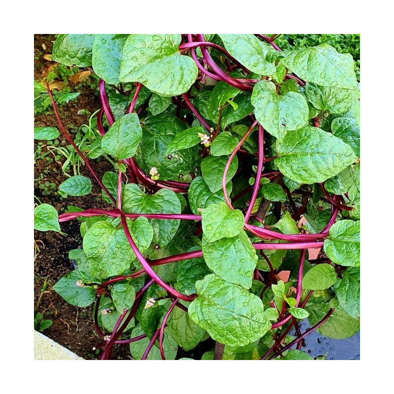 10 graines d'Épinard de Malabar Rouge (Basella rubra ou baselle rouge)