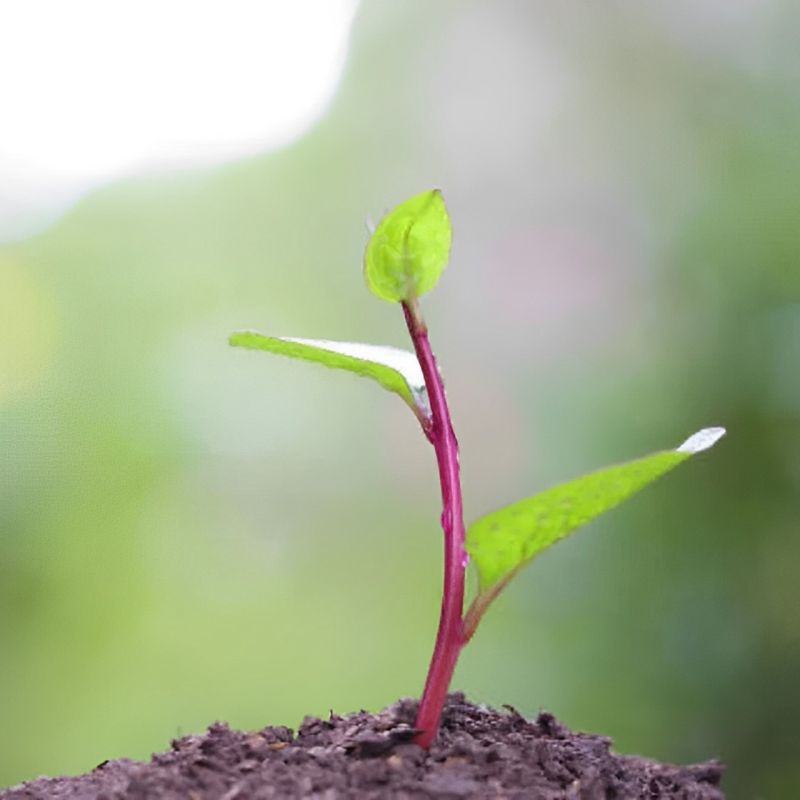 10 graines d'Épinard de Malabar Rouge (Basella rubra ou baselle rouge)