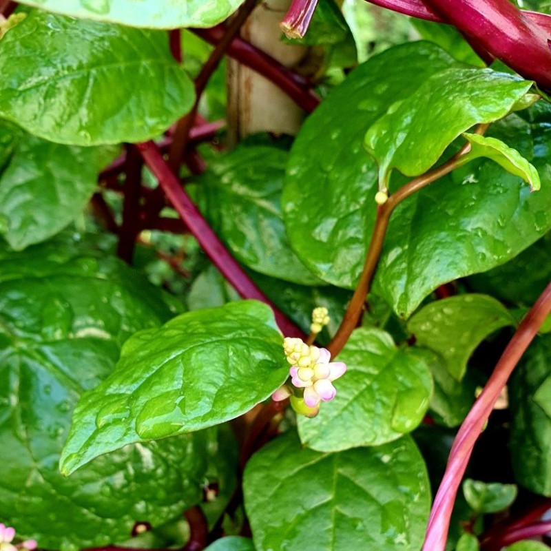 10 graines d'Épinard de Malabar Rouge (Basella rubra ou baselle rouge)