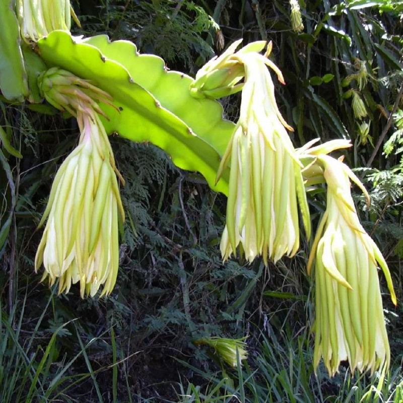 10 graines de Pitaya sanguin du Costa Rica (Selenicereus ou Hylocereus ...