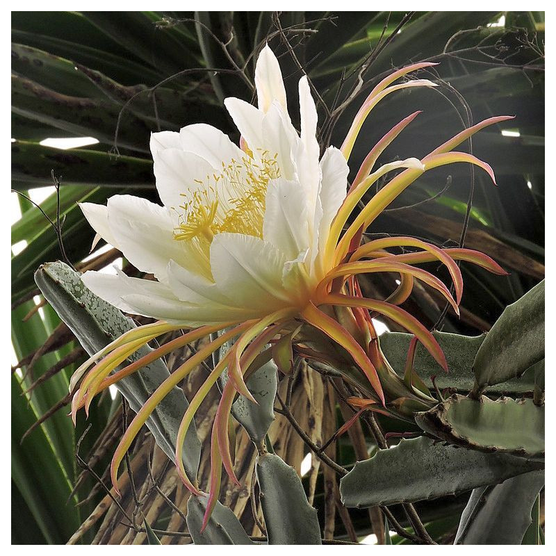 10 graines de Pitaya sanguin du Costa Rica (Selenicereus ou Hylocereus ...