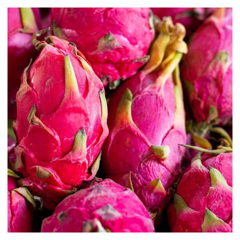 10 graines de Pitaya sanguin du Costa Rica (Selenicereus ou Hylocereus ...