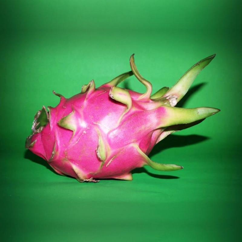 10 graines de Pitaya sanguin du Costa Rica (Selenicereus ou Hylocereus ...