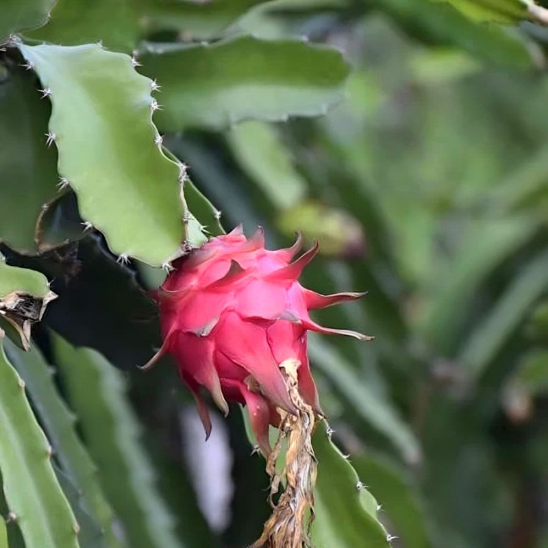 10 graines de Pitaya sanguin du Costa Rica (Selenicereus ou Hylocereus ...