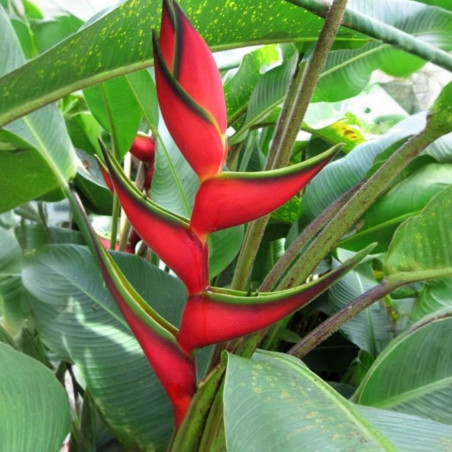 5 graines de Balisier Bihai (Heliconia bihai ‘Lobster Claw’)