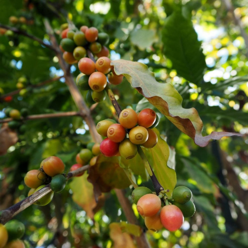 10 graines de Coffea Arabica (caféier d'Arabie)