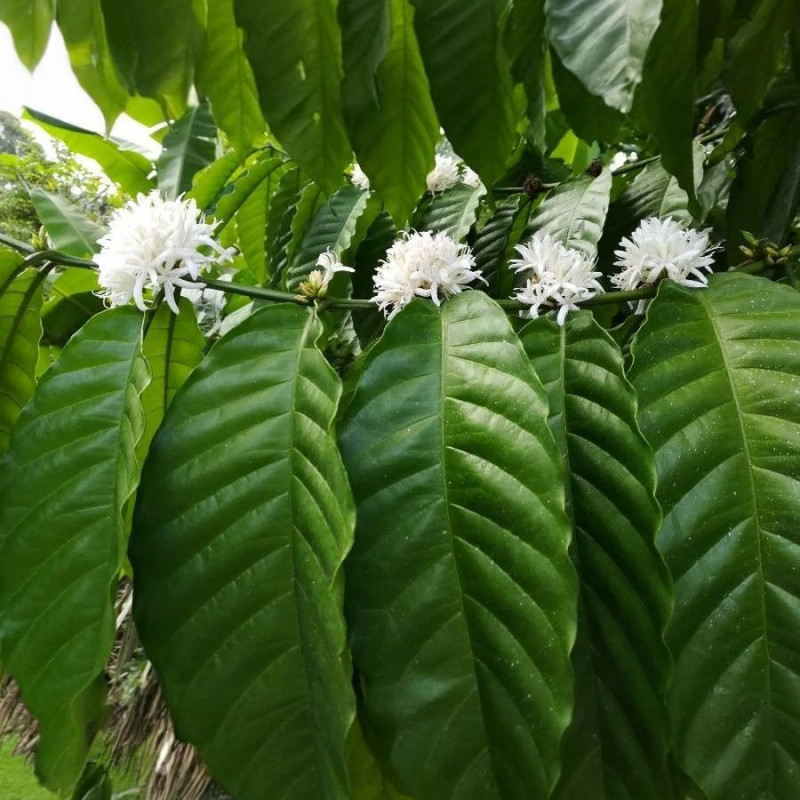 10 graines de Coffea Arabica (caféier d'Arabie)
