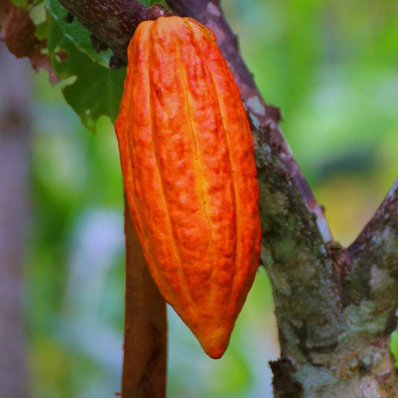 1 Cabosse de Cacao fraîche - cacaoyer, arbre à chocolat (Theobroma cacao)
