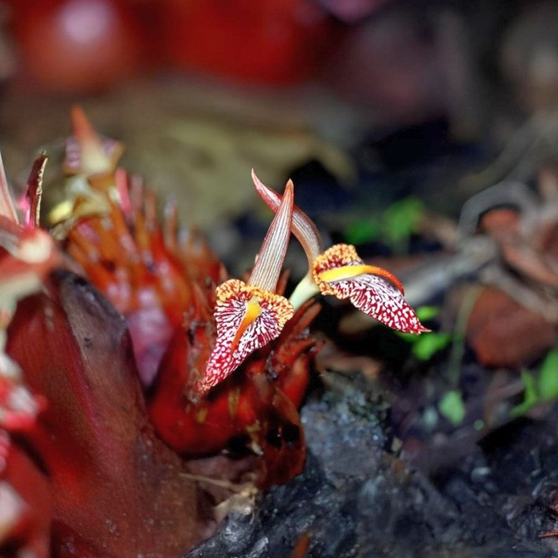 10 graines Zingiber Rubens (Gingembre du Bengale)