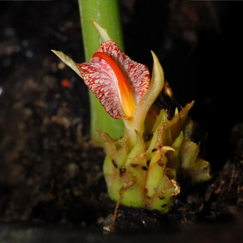 10 graines Zingiber Rubens (Gingembre du Bengale)