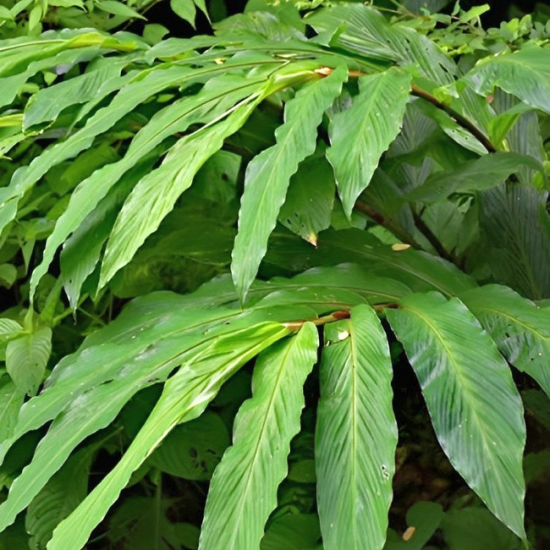 10 graines Zingiber Rubens (Gingembre du Bengale)