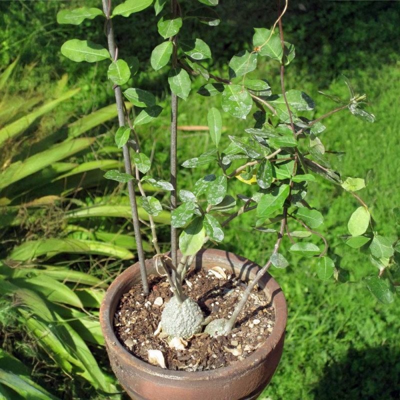 10 graines Fockea edulis (Pergularia edulis, Fockea cylindrica)