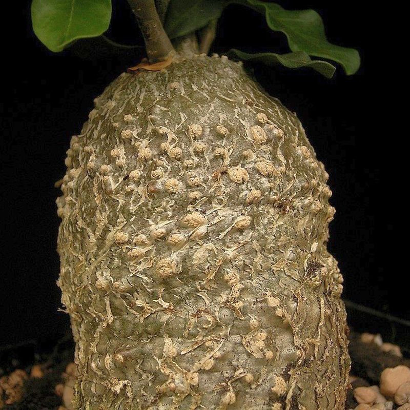 10 graines Fockea edulis (Pergularia edulis, Fockea cylindrica)